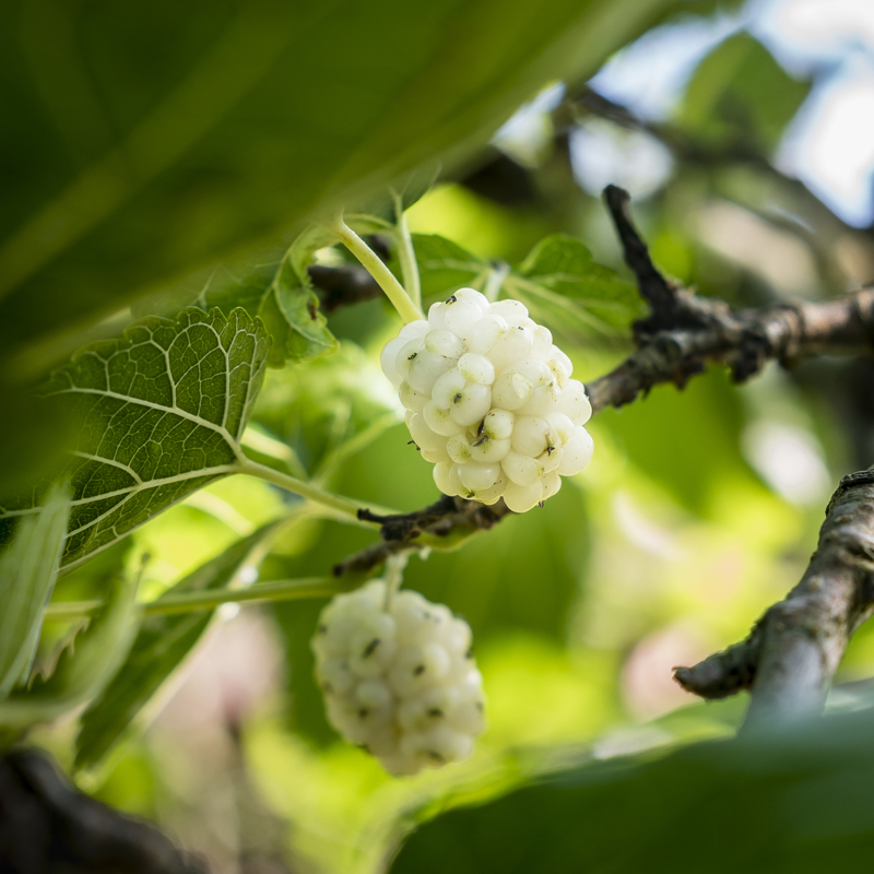 Phynova and Bioriginal reach partnership agreement to promote Reducose ...