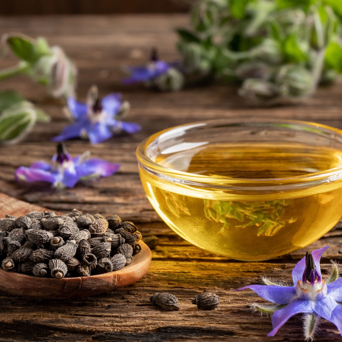 High GLA Borage Oil | Bioriginal